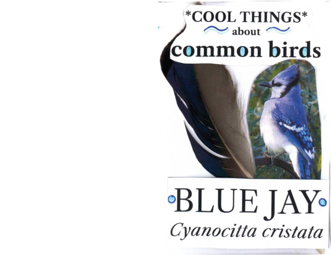 Cool Things about Common Birds: Blue Jay – Great Joy Collective